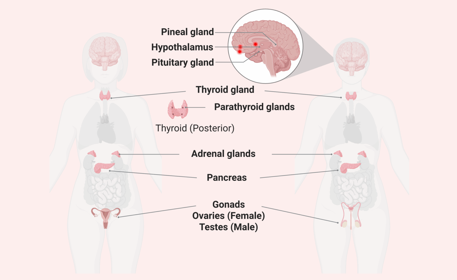 Endocrine system: the “silent conductor” of human health - EUROIMMUN BLOG